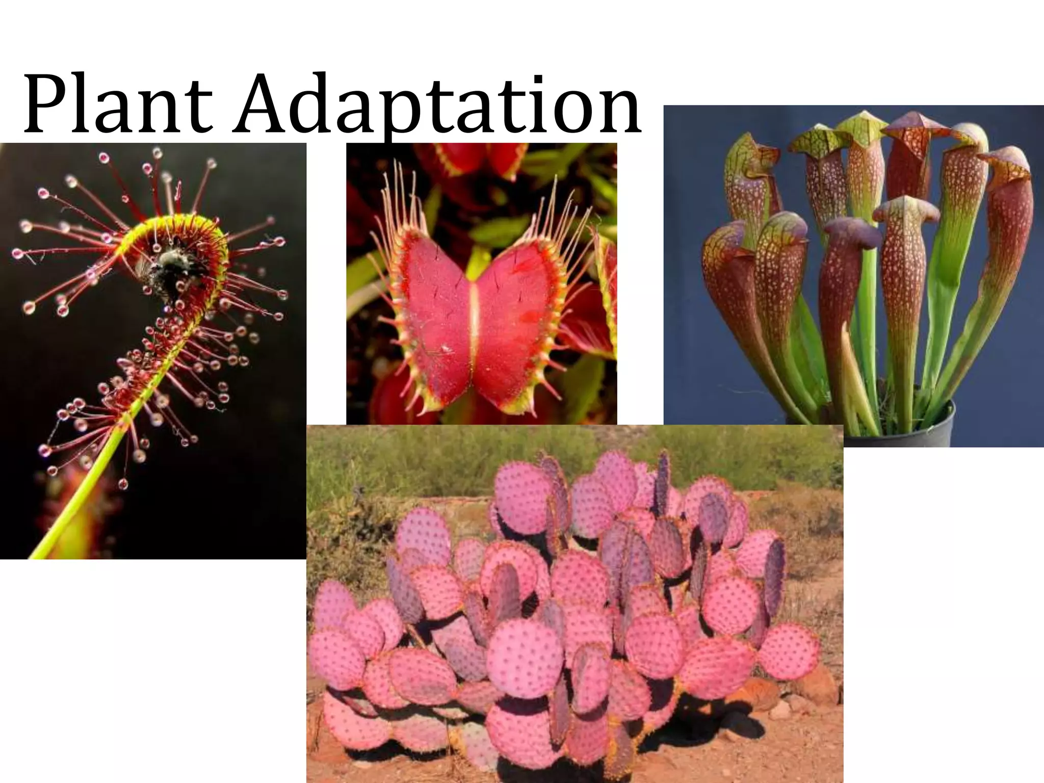 Plant adaptation (1) | PPTX