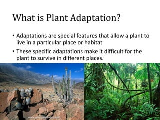 Plant adaptation (1) | PPTX