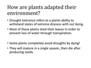 Plant adaptation (1) | PPTX