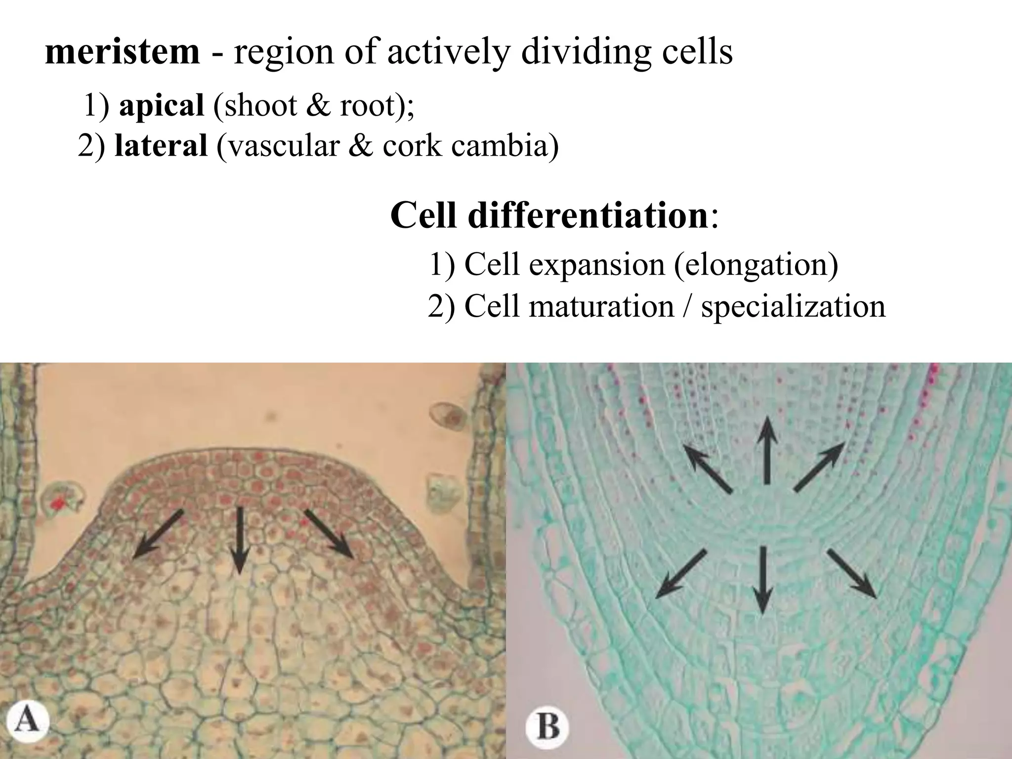 Plant-Anatomy.ppt