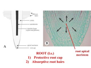 Plant-Anatomy.ppt