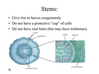Plant-Anatomy.ppt
