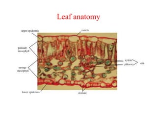 Plant-Anatomy.ppt