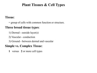 Plant-Anatomy.ppt