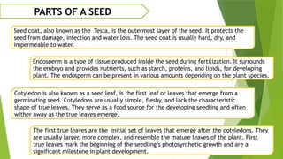 Plant-Anatomy. How plant grow and it's processed.pptx