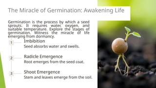 Plant-Anatomy. How plant grow and it's processed.pptx