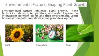 Plant-Anatomy. How plant grow and it's processed.pptx