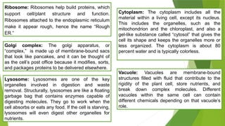 Plant-Anatomy. How plant grow and it's processed.pptx