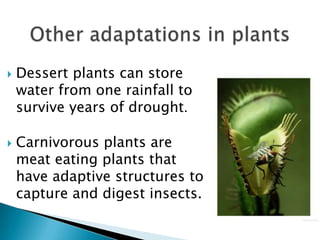 Plant And Animal Adaptation | PPTX