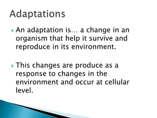 Plant And Animal Adaptation | PPTX