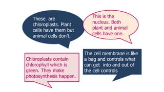 Plant-and-animal-cells-Instructions-for-activities.pptx