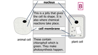 Plant-and-animal-cells-Instructions-for-activities.pptx
