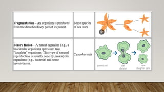 PLANT-AND-ANIMAL-ORGAN-SYSTEMS-AND-THEIR-FUNCTIONS.pdf