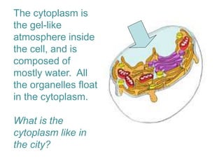 Plant animal cells | PPT
