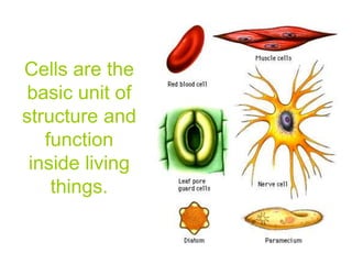 Plant animal cells | PPTX