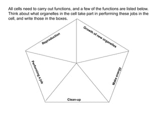 Plant animal cells | PPT