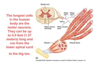 Plant animal cells | PPTX