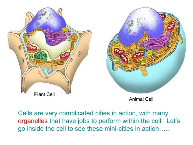 Plant animal cells | PPTX