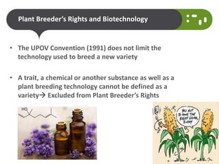 Plants-Breeder-Rights_PedroCarvalho.pptx