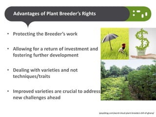 Plants-Breeder-Rights_PedroCarvalho.pptx