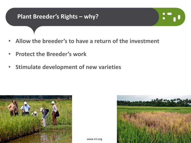 Plants-Breeder-Rights_PedroCarvalho.pptx