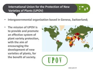 Plants-Breeder-Rights_PedroCarvalho.pptx