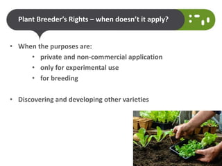 Plants-Breeder-Rights_PedroCarvalho.pptx