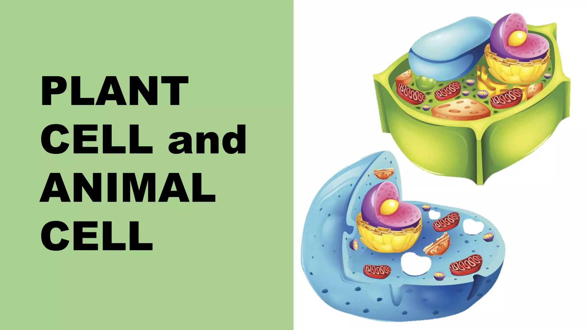 PLANT-CELL-AND-ANIMAL-CELL.ppt
