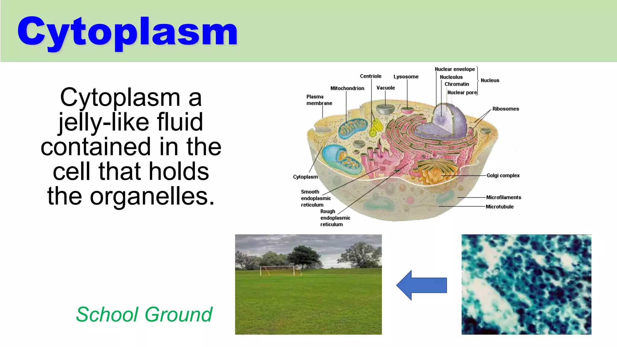 PLANT-CELL-AND-ANIMAL-CELL.ppt