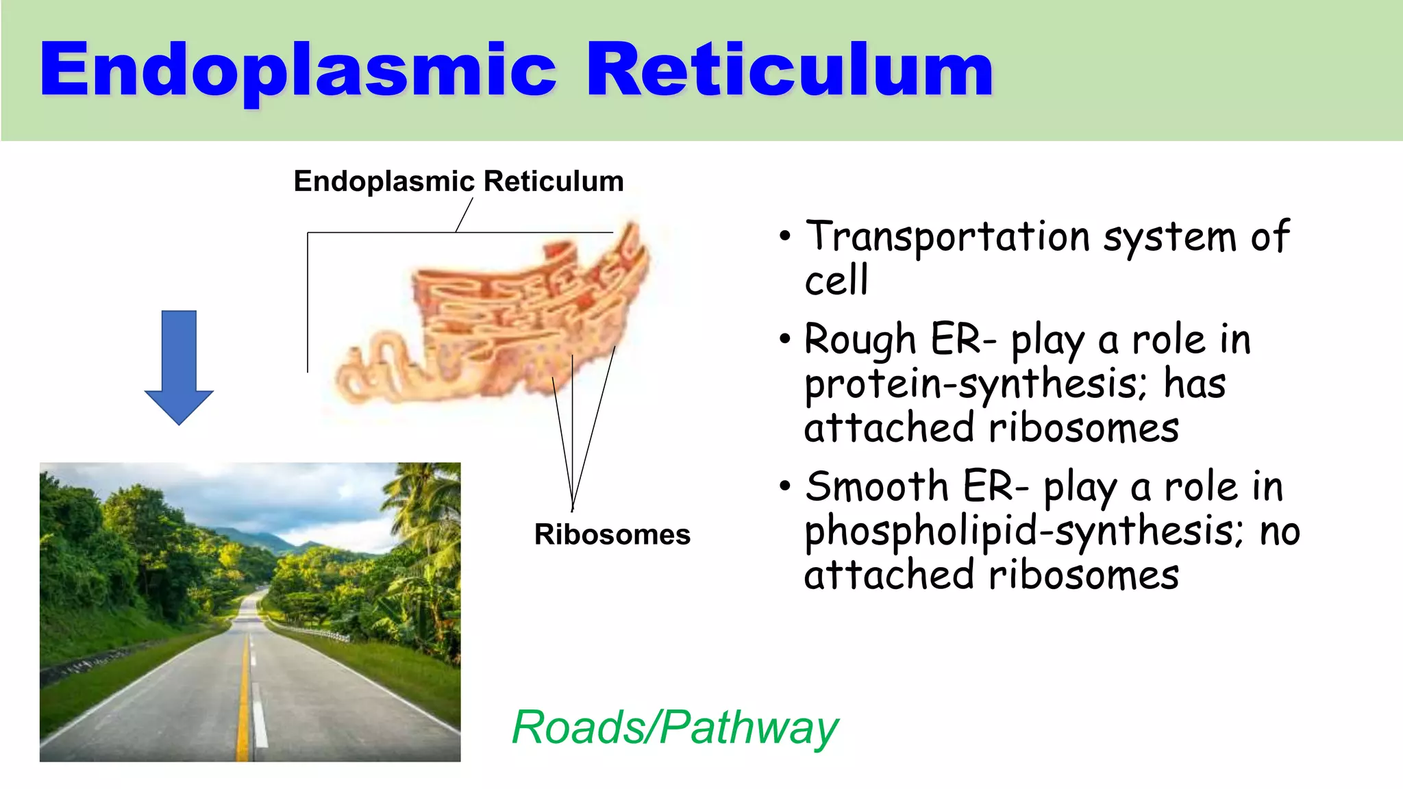 PLANT-CELL-AND-ANIMAL-CELL.ppt