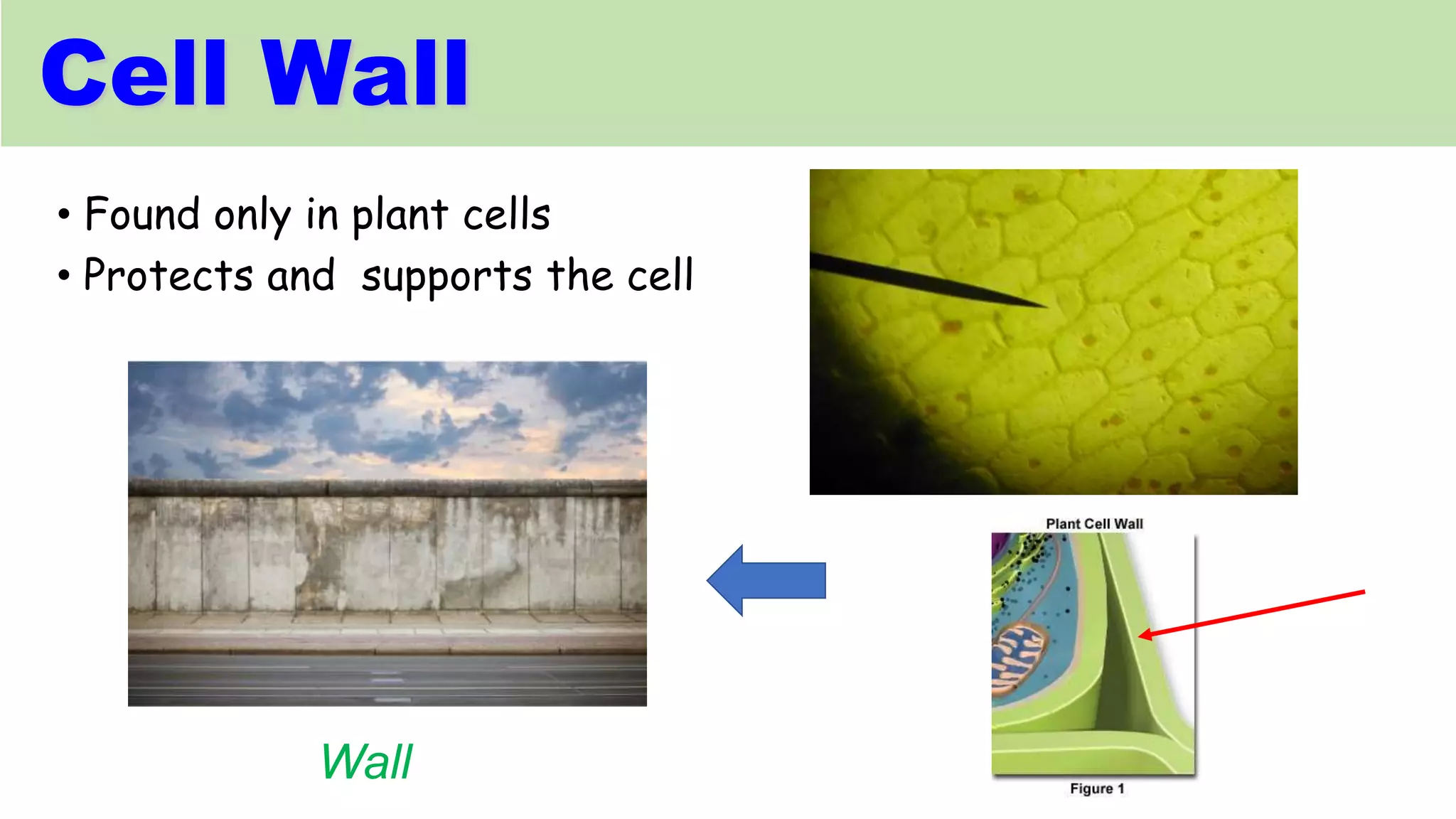 PLANT-CELL-AND-ANIMAL-CELL.ppt