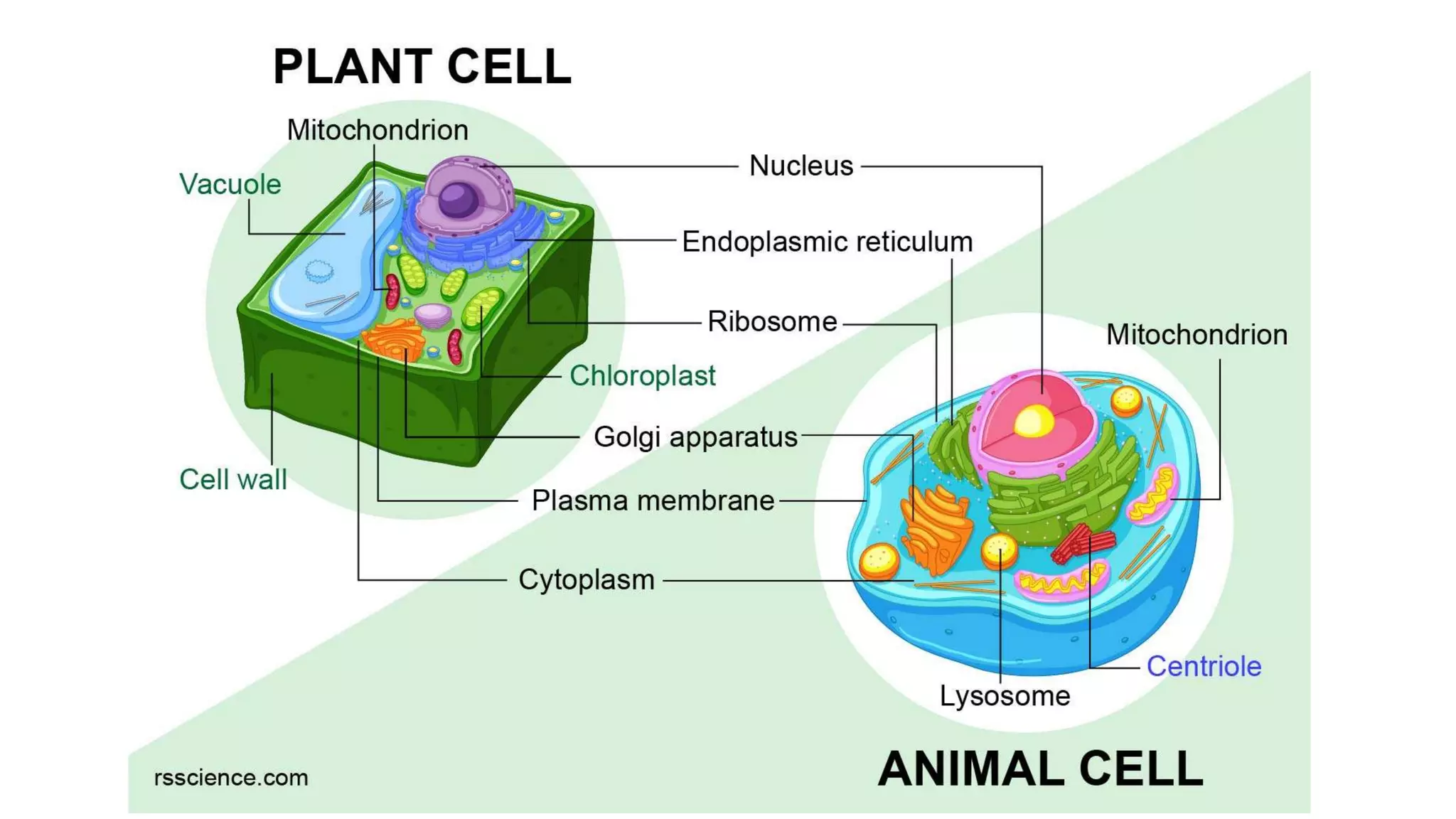 PLANT-CELL-AND-ANIMAL-CELL.ppt