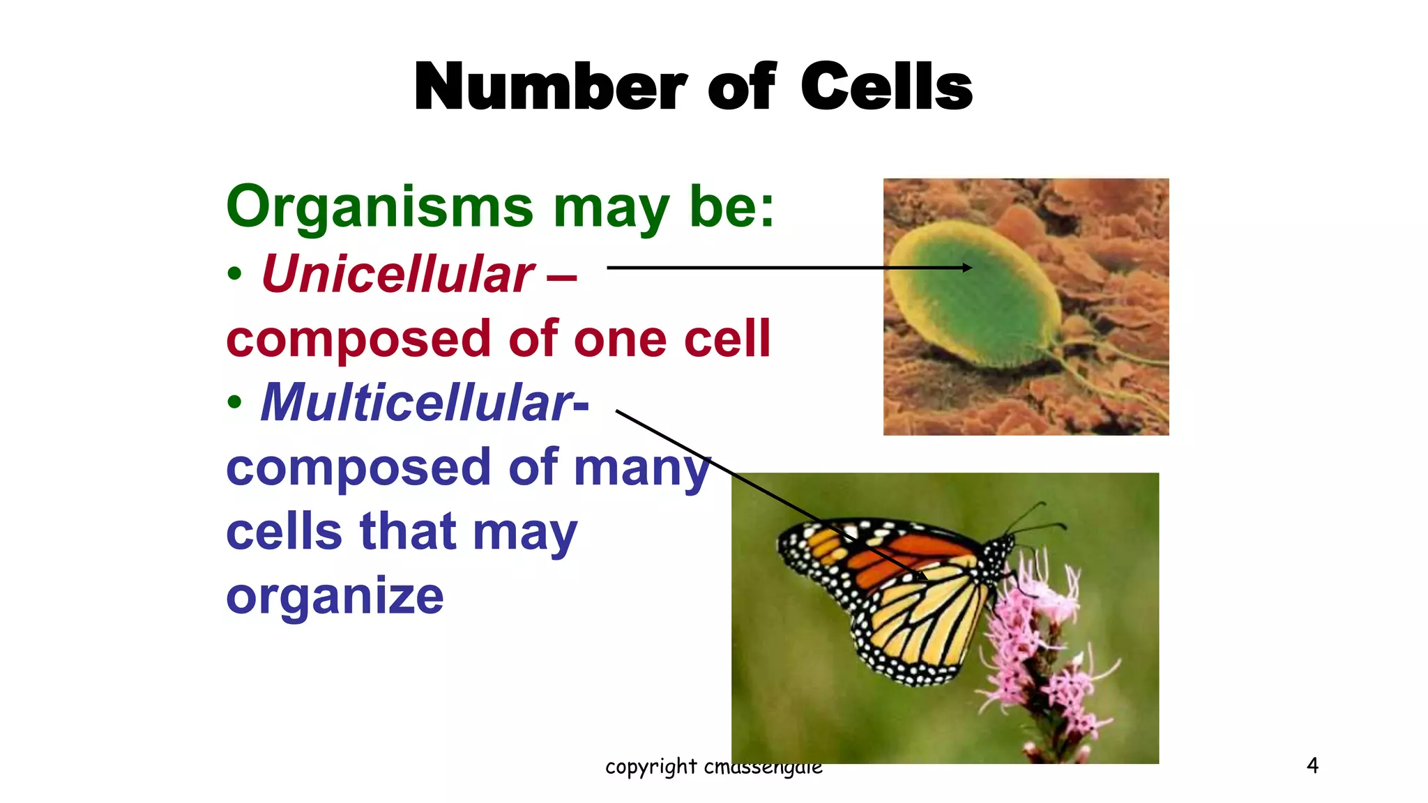 PLANT-CELL-AND-ANIMAL-CELL.ppt