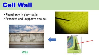 PLANT-CELL-AND-ANIMAL-CELL.ppt