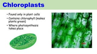 PLANT-CELL-AND-ANIMAL-CELL.ppt