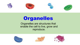 PLANT-CELL-AND-ANIMAL-CELL.ppt