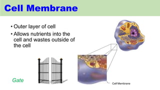 PLANT-CELL-AND-ANIMAL-CELL.ppt