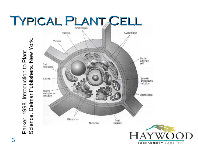 Plant Cells | PPT