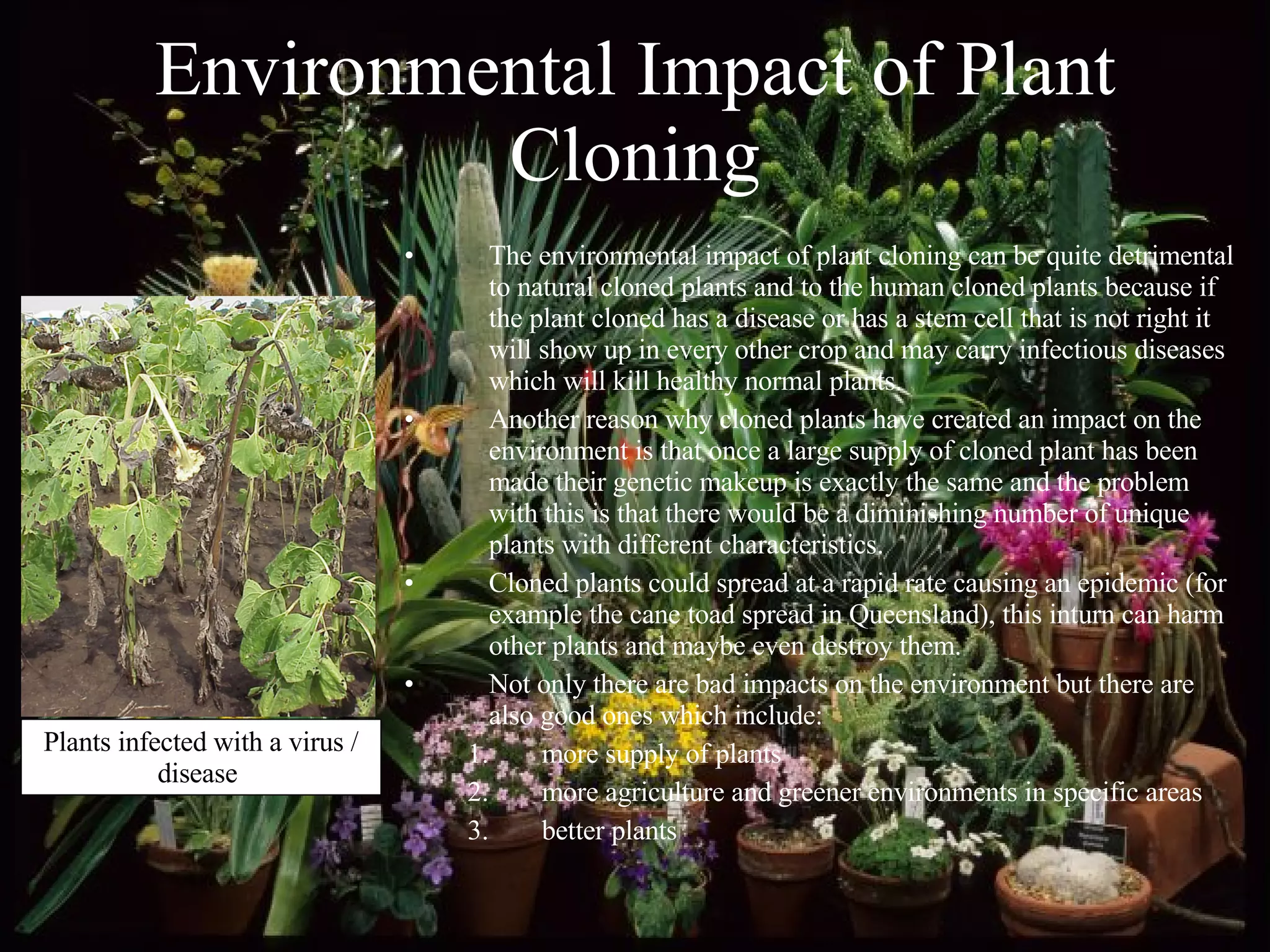 Plant Cloning Presentation | PPT