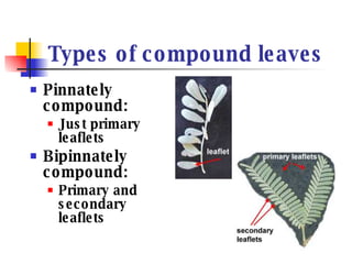 Plant Families, Trees And Cacti | PPT | Gardening | Home & Garden