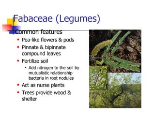 Plant Families, Trees And Cacti | PPT | Gardening | Home & Garden