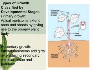 Plant-growth-and-development in general biology | PPTX
