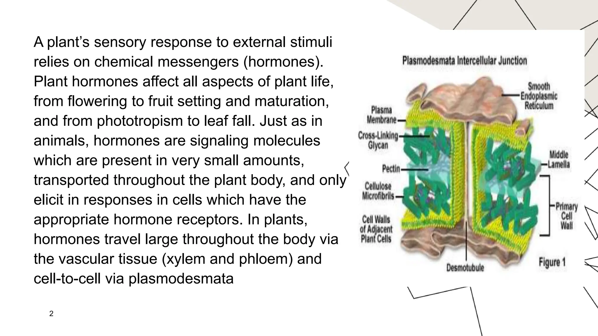 Biology 1 Plant-hormones-and-sensory-systems.pptx