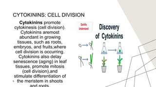 Biology 1 Plant-hormones-and-sensory-systems.pptx