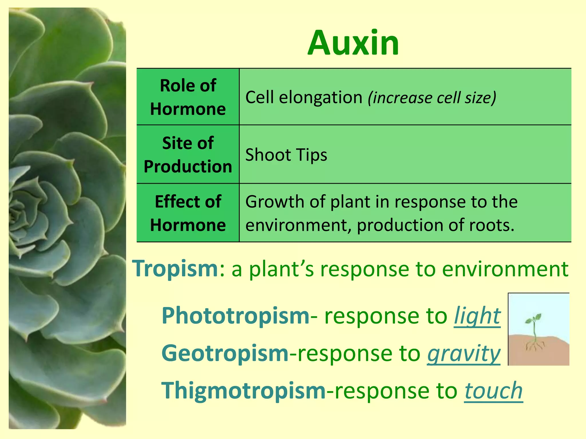 Plant-Hormones-NXPowerLite.pptx