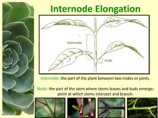 Plant-Hormones-NXPowerLite.pptx