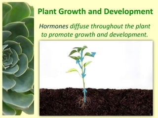 Plant-Hormones-NXPowerLite.pptx