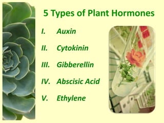 Plant-Hormones-NXPowerLite.pptx