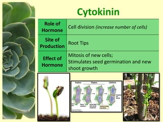 Plant-Hormones-NXPowerLite.pptx
