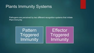 Plant immunology | PPTX